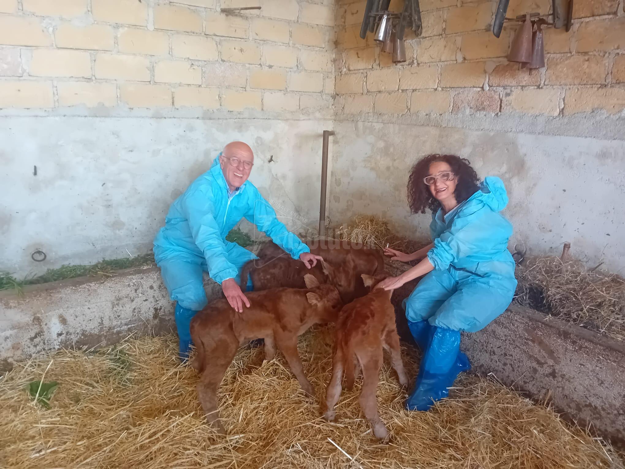 Natalia Sciortino e Gino Raso accanto ai vitelli (FOTO PANTANO) - Risoluto