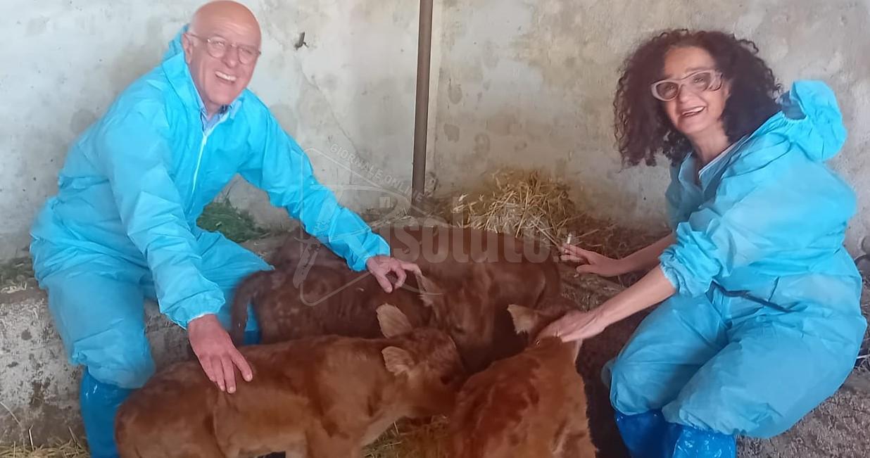 Natalia Sciortino e Gino Raso accanto ai vitelli - Risoluto