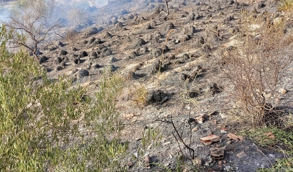 Incendio a Sciacca, bruciati anche alcuni alberi al cimitero - Risoluto