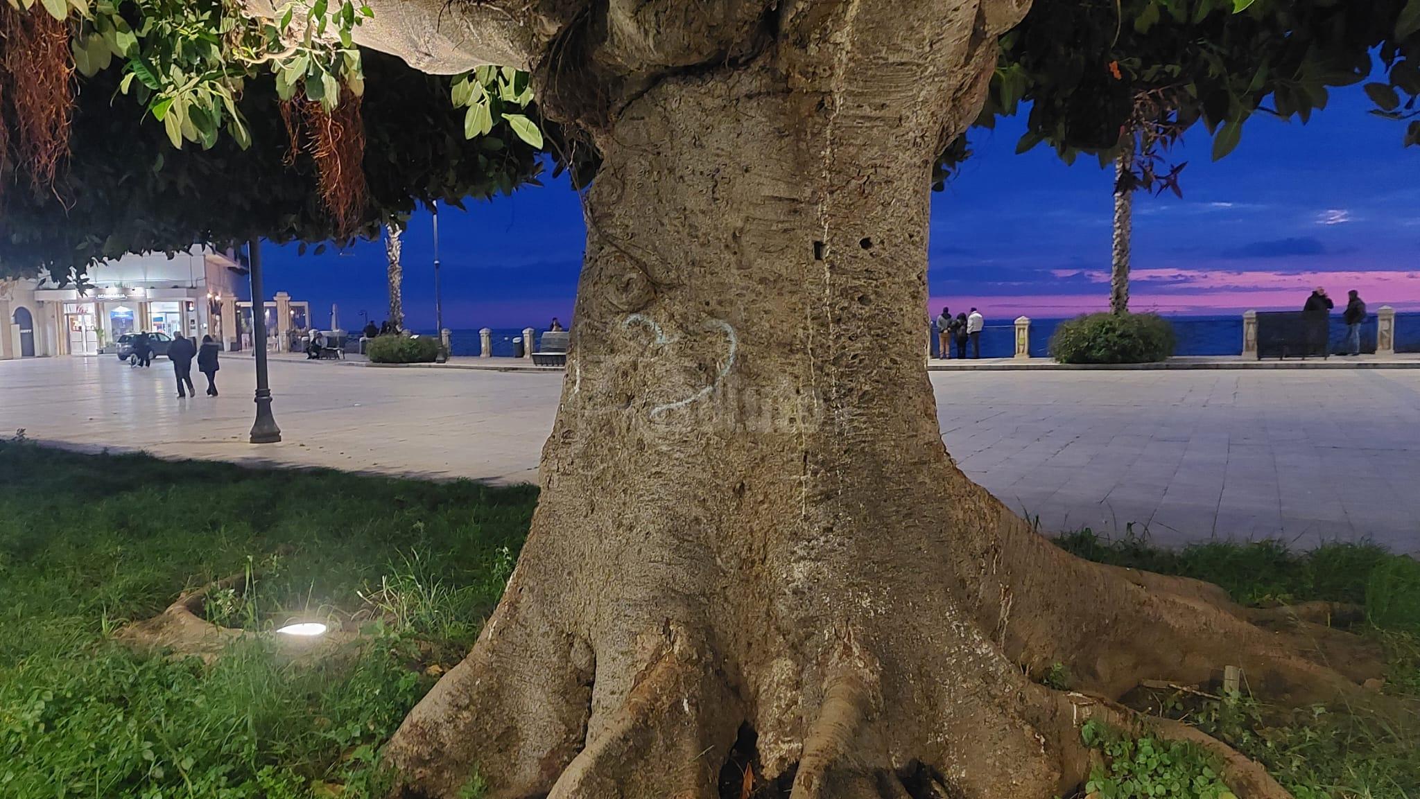 Imbrattati i ficus di piazza Scandaliato, scritte colorate sulle piante di Sciacca - Risoluto